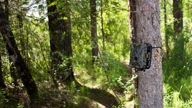 Experts stunned as security camera captures long-lost creature after ...