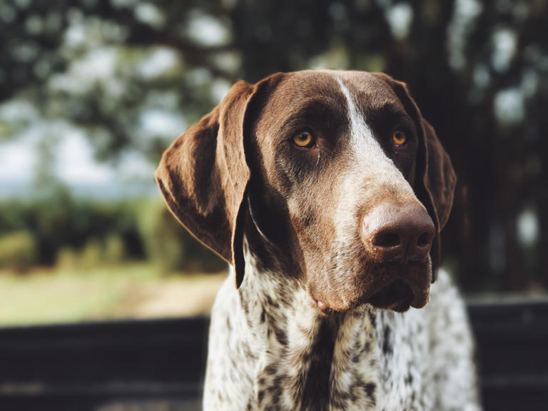 German Shorthaired Pointer Lacks Problem Solving Skills but Makes Up For It in Cuteness