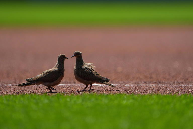 A Reds player tragically struck a pigeon with a line drive during ...