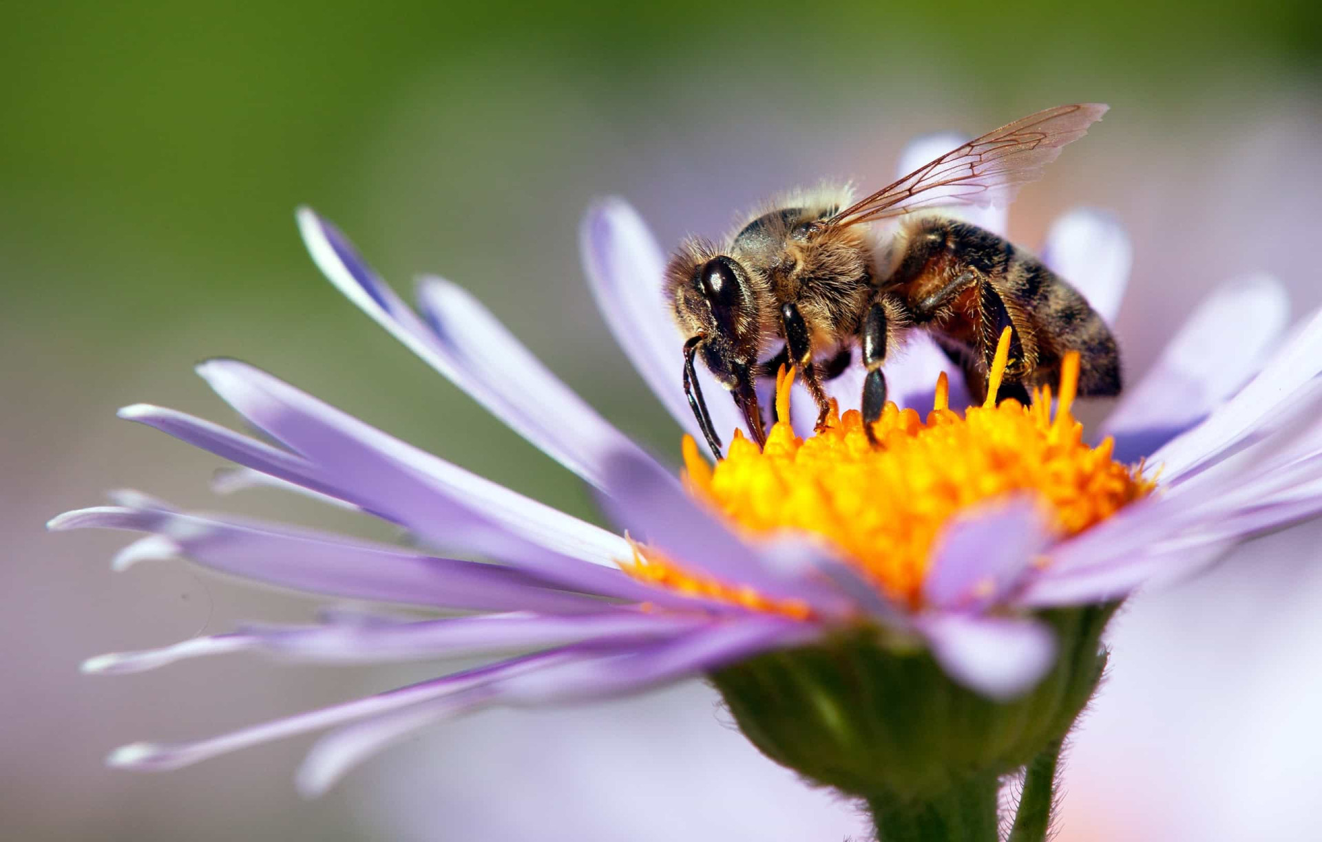 The buzz about bees: why they are vital to our planet