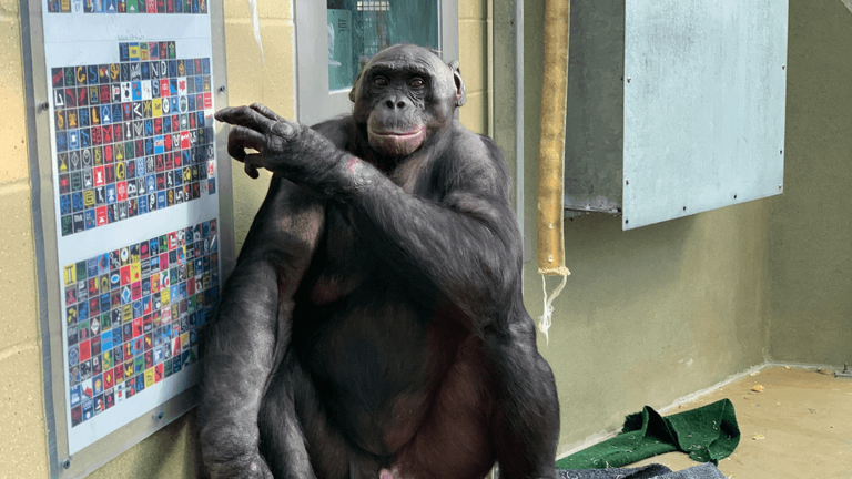 Apes speak, watch TV and play Minecraft at a unique Iowa research facility