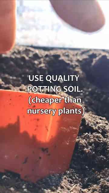 How to Grow Great Plants – Why Permanent Pots and Cell Trays Are Worth It