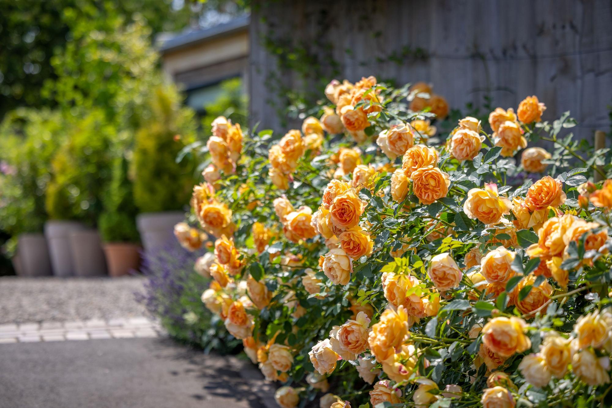 The secret behind Britain’s most beautiful roses - grown by hand in the ...