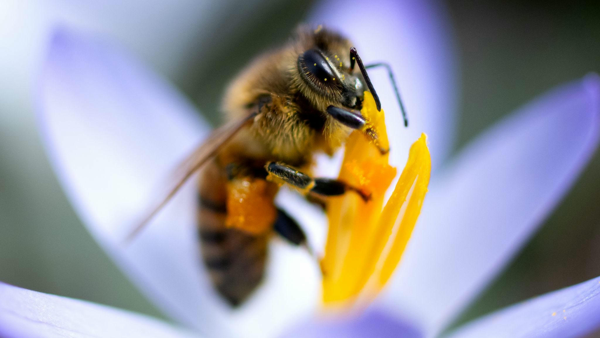 Weltbienentag 2025: Ein Herz für Bienen - so wichtig sind sie für unser Leben!