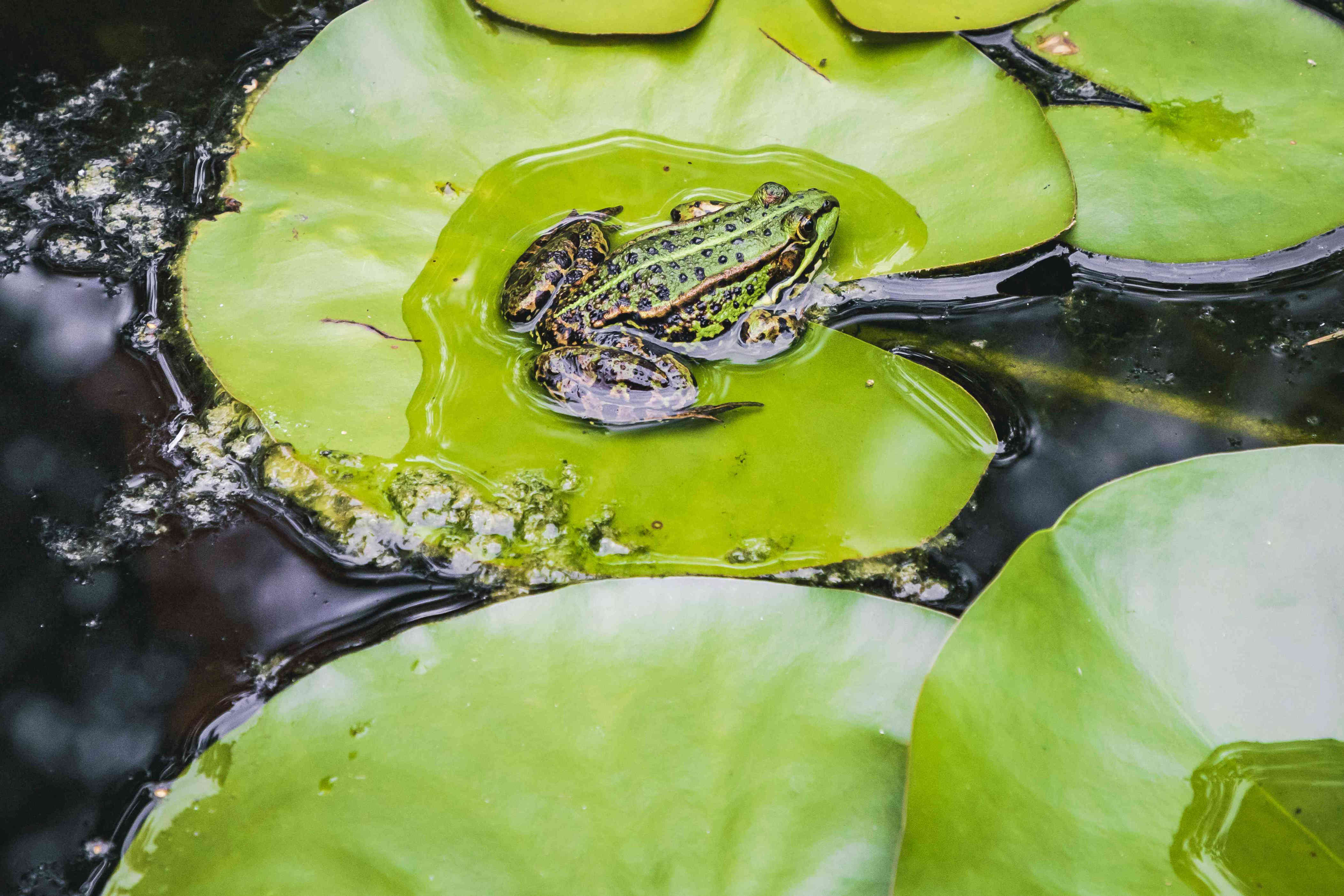 4 Expert-Approved Tips for Attracting Frogs and Toads to Your Garden