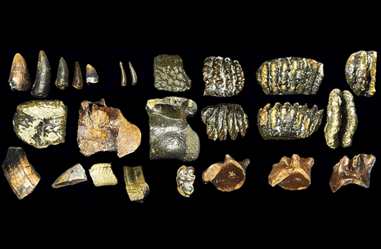 Lost world found: Fossils beneath Madura Strait rewrite human history