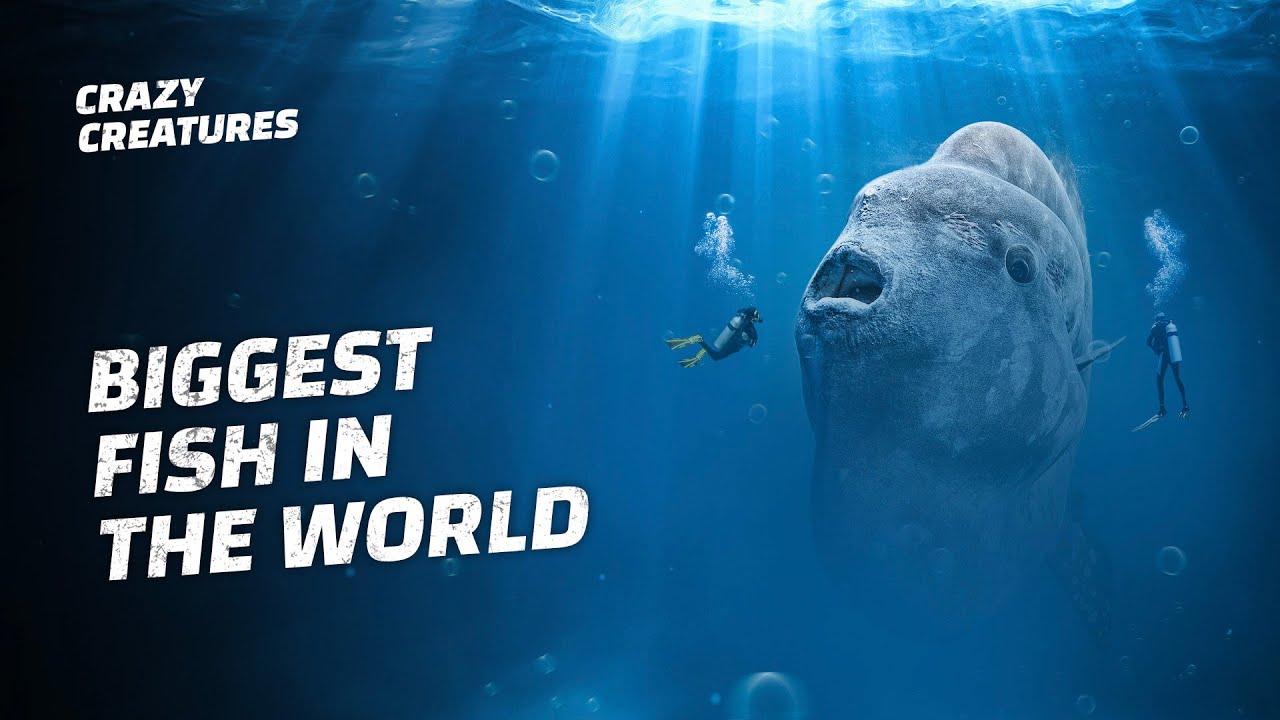 A Record-Breaking Catch: Watch This Enormous Fish Being Reeled In!