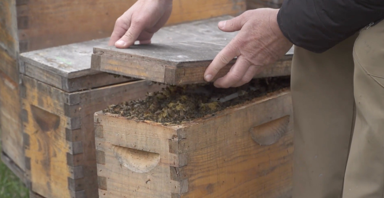 The hidden cost of honeybee colony losses: Insights from a Canadian ...