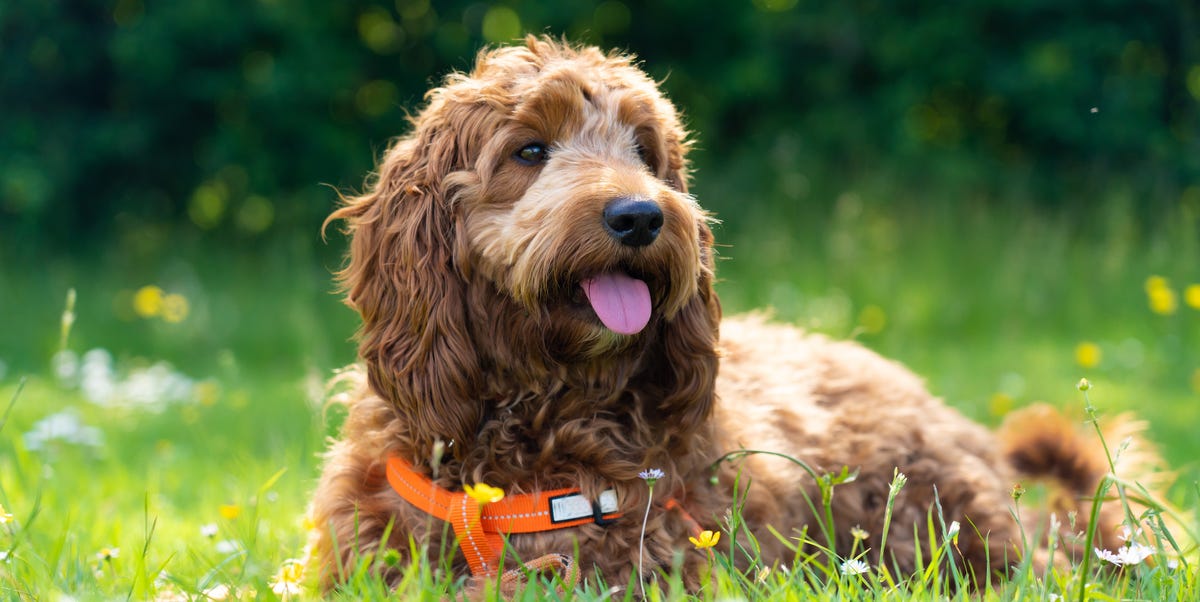Thinking of getting a cockapoo? 8 most popular questions answered