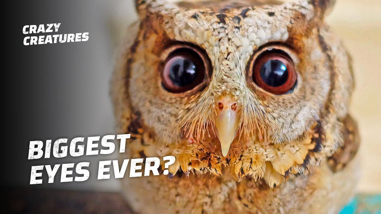All-Time Cutest Babies of the Animal Kingdom