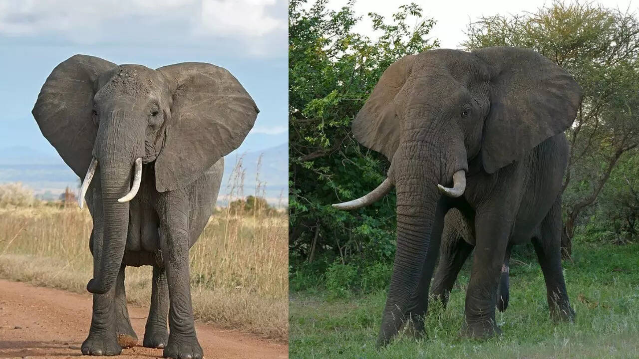 Why elephants have big ears? Know the science behind it