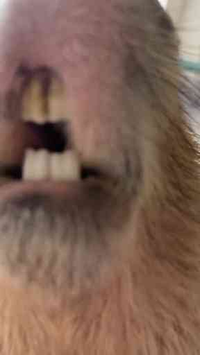 When the Intrusive Thoughts Win – Hilarious Capybara Antics & Funny Animal Moments!