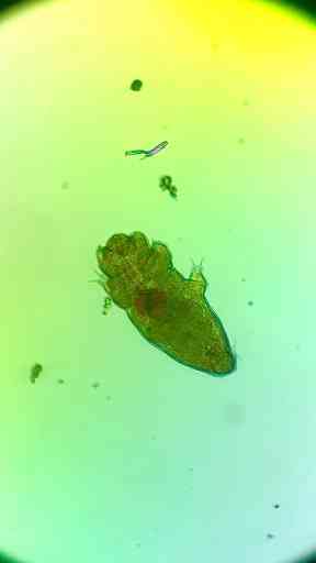 Exploring Some of the World’s Smallest Creatures Under a Microscope