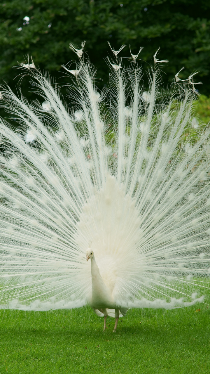 10 iconic white animals and where they are found