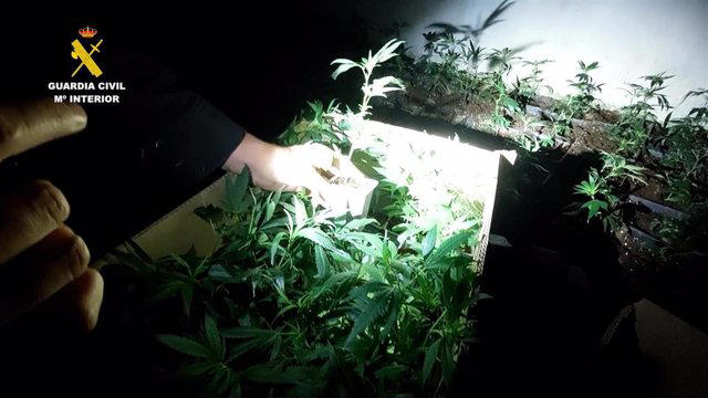 Cinco detenidos en Burgos tras desmantelar la Guardia Civil dos plantaciones 'indoor' de marihuana