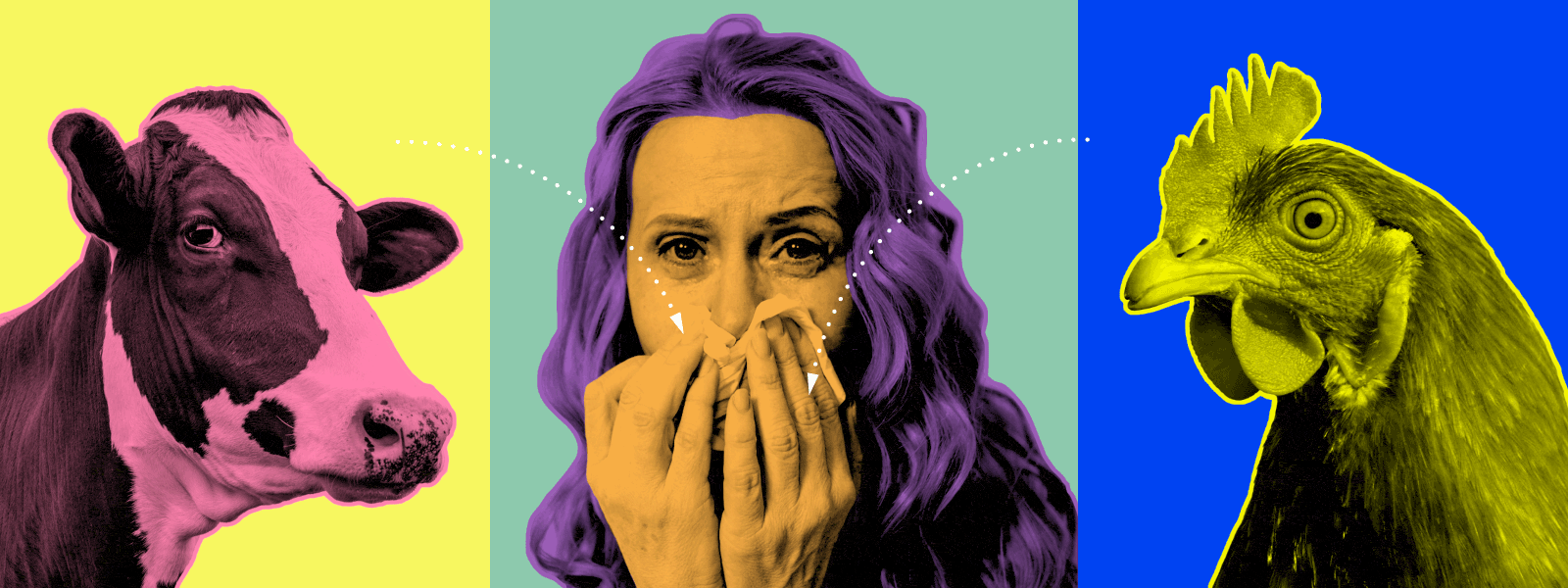 Everything You Need to Know About Bird Flu