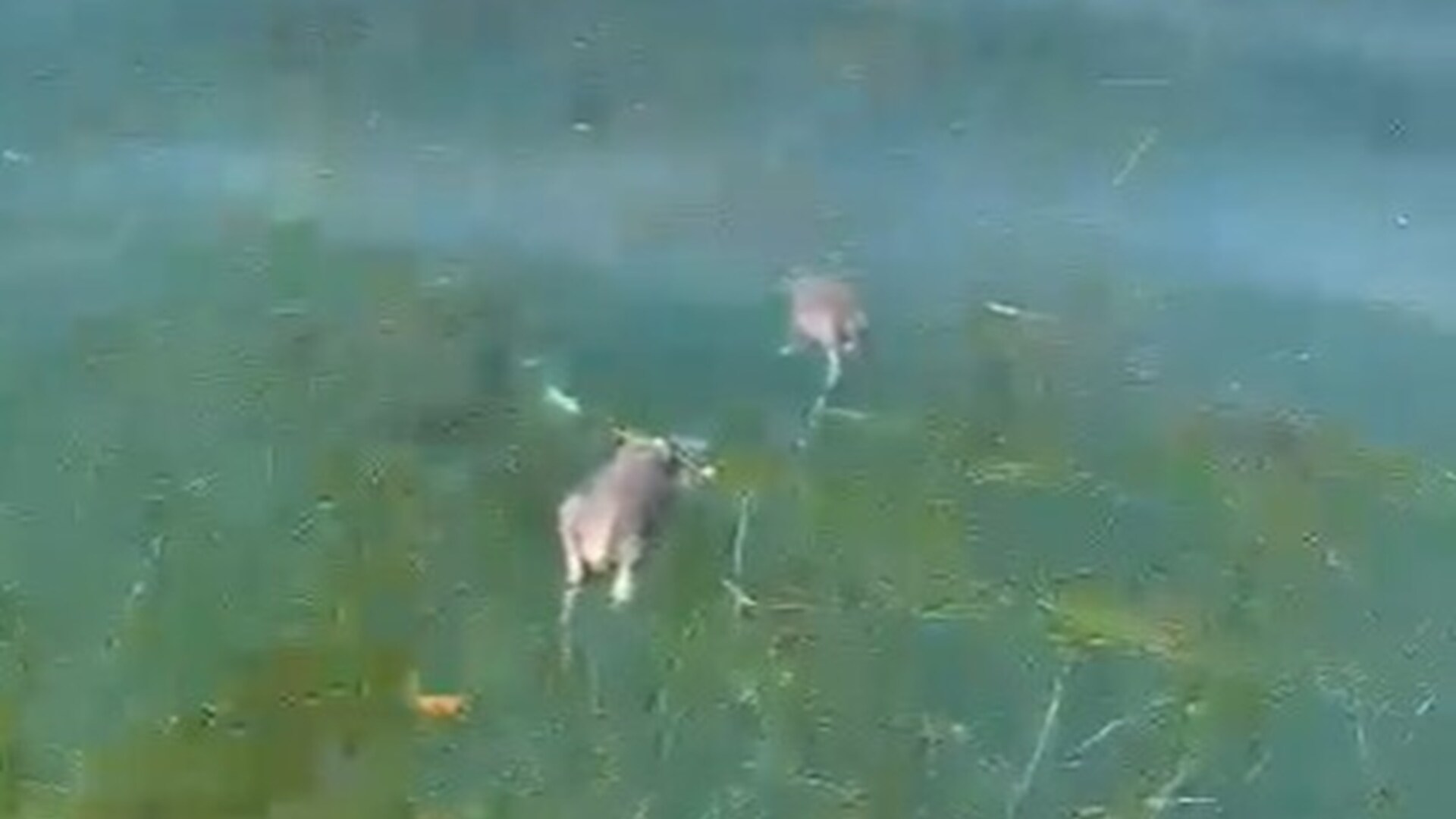 Tote Tiere im Meer zeigen Sauberkeitsprobleme in beliebter Urlaubsstadt