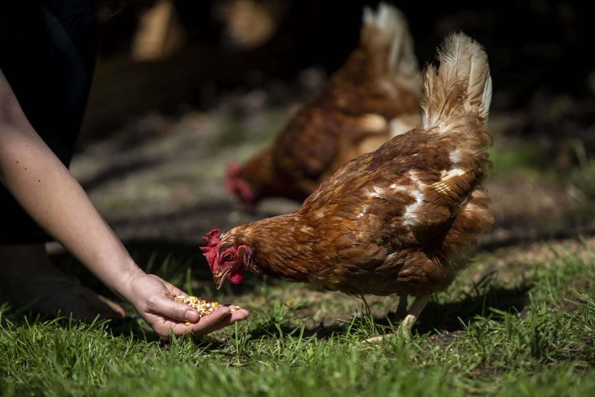 Texas backyard chicken bill sparks backlash among San Antonio HOAs