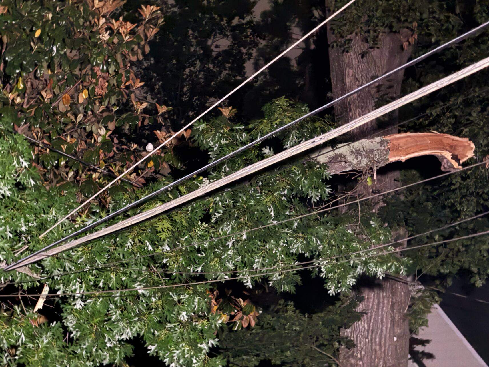 Tree falls on power lines in neighborhood near Homestead Park, causing ...