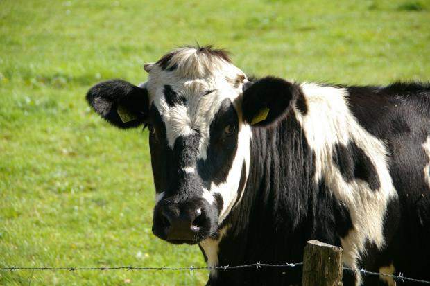 Single case of 'mad cow disease' confirmed at routine check on Essex farm