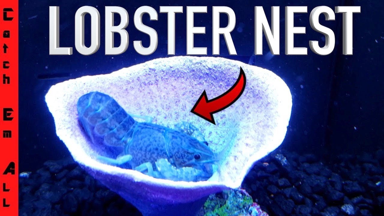 Breeding RARE Blue Lobsters! First Look at the Nest