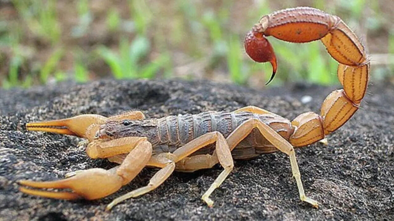 8 interesting scorpion facts that will blow your mind: Know about their ...