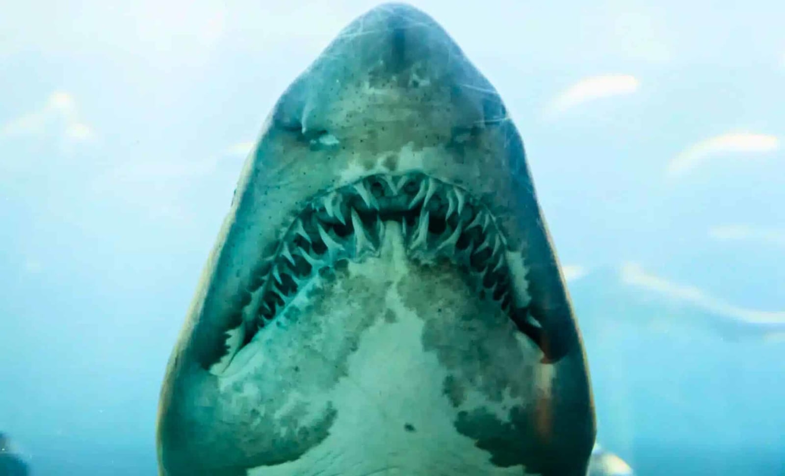 In the Depths of World’s Largest Cave, Two New Sea Monsters Surface ...