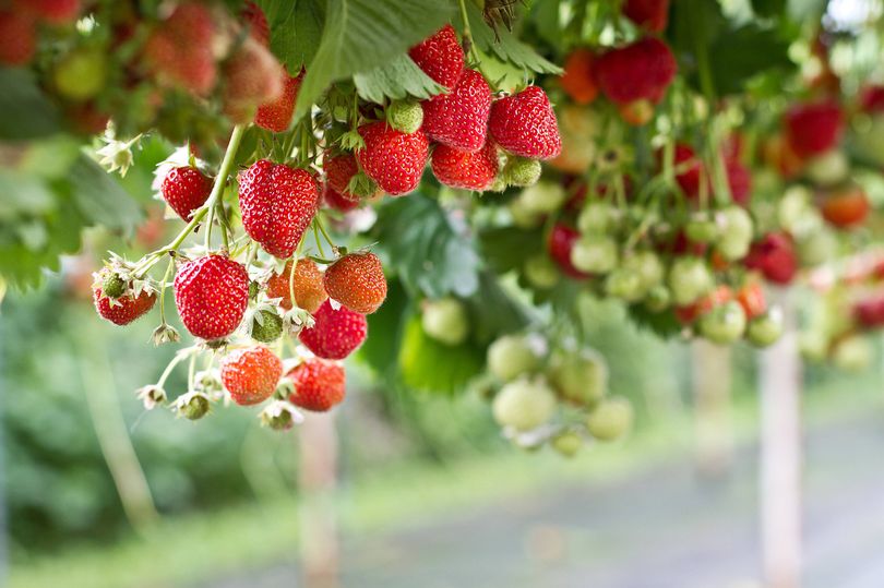 Strawberry plants will grow 'more plump and tasty' fruit if grown near ...