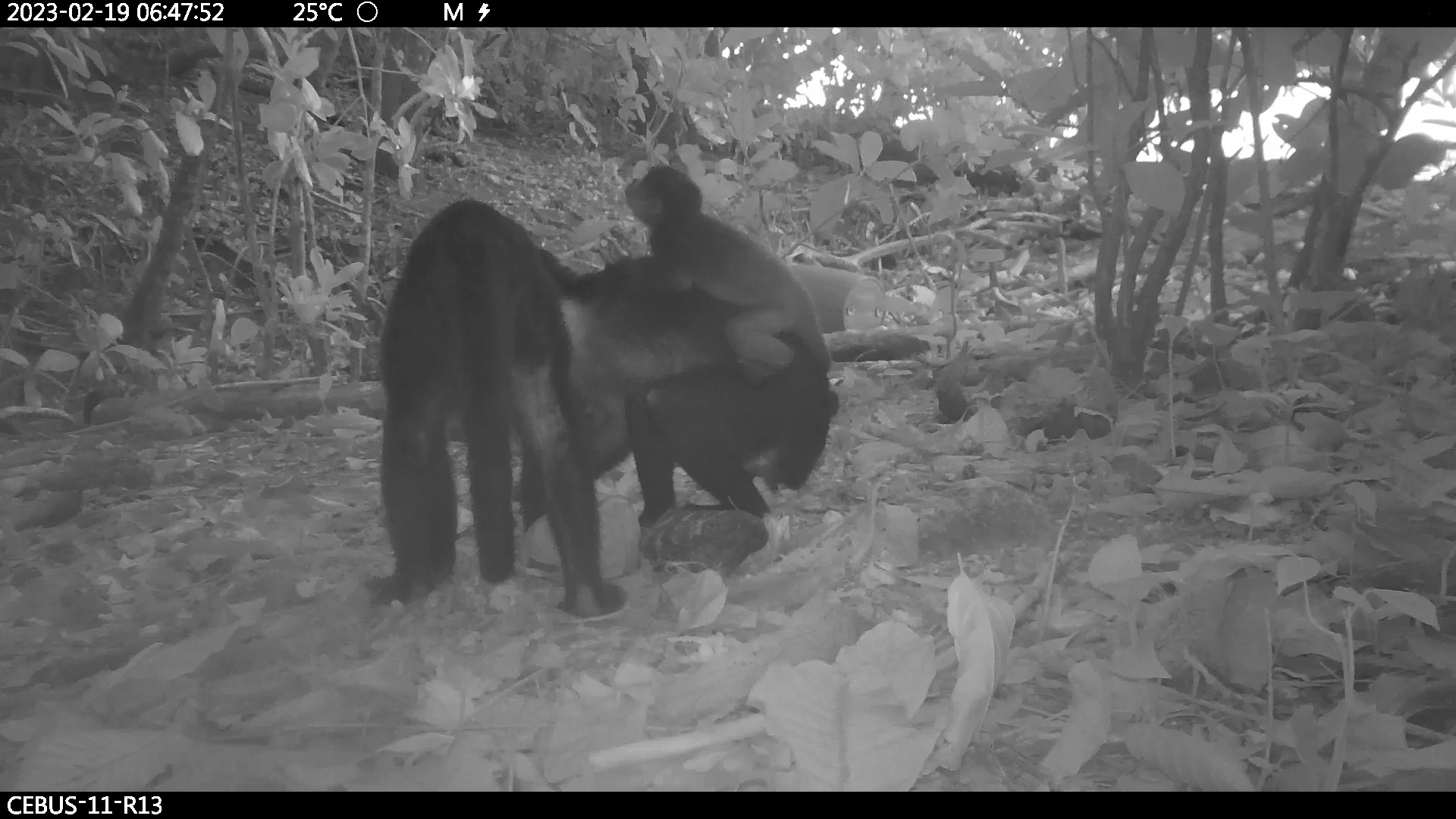 RAW VIDEO: Gone Monkey Gone! Capuchin Named 'Joker' Sparks Cruel Baby ...