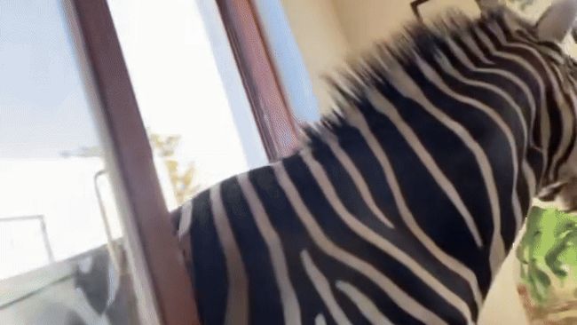 Zebra Enjoys Back Scratch on Office Door