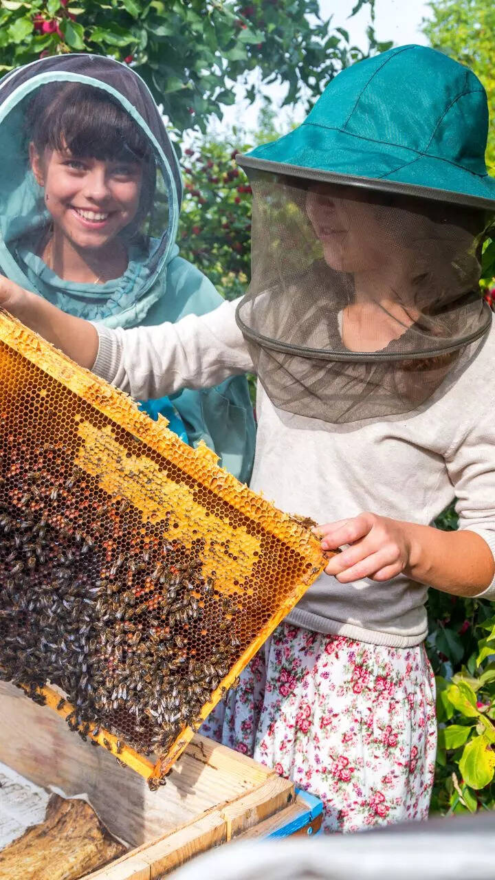 World Bee Day: 10 interesting facts to know about bee keeping