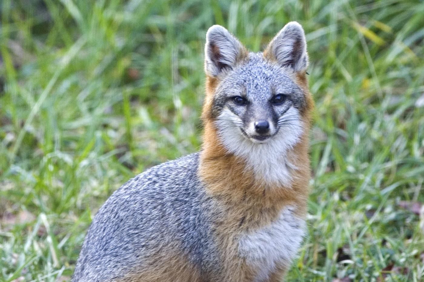 Rabid fox attacks home inspector in Fayetteville