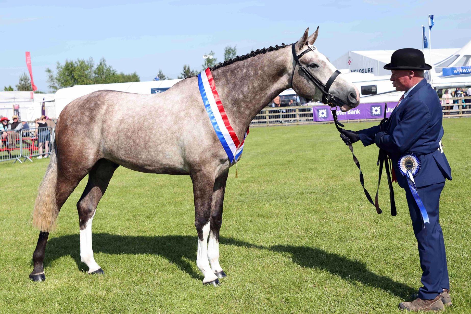 Horse Week: 22 photographs from the equestrian classes at Balmoral Show