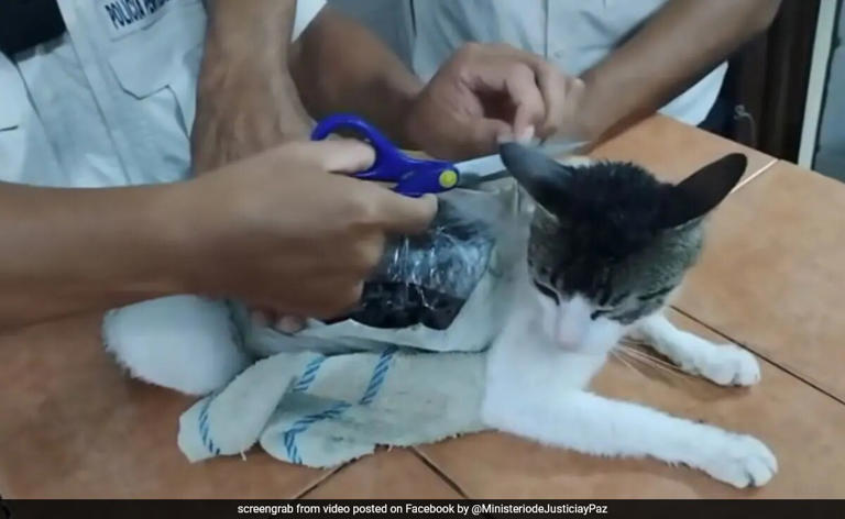 Cat Found Sneaking Ganja, Cocaine Into Costa Rican Prison. How It Was ...