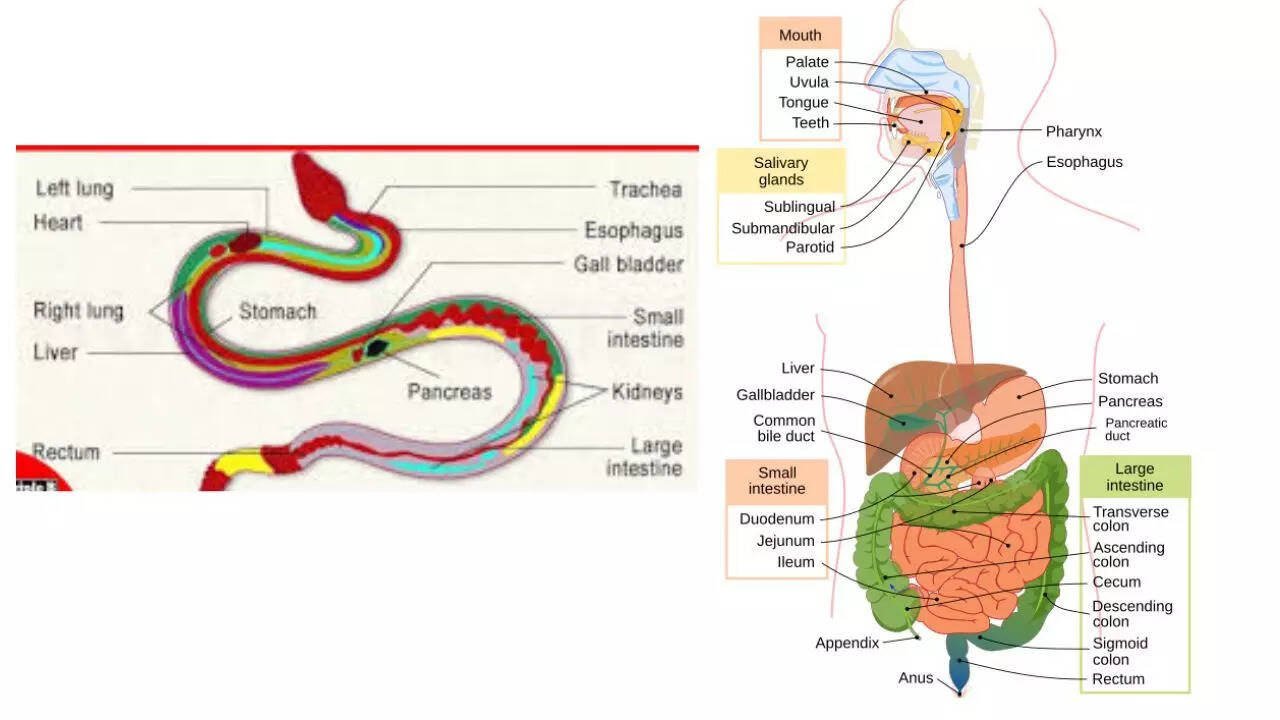 How snakes digest food: Understanding the structural and functional ...