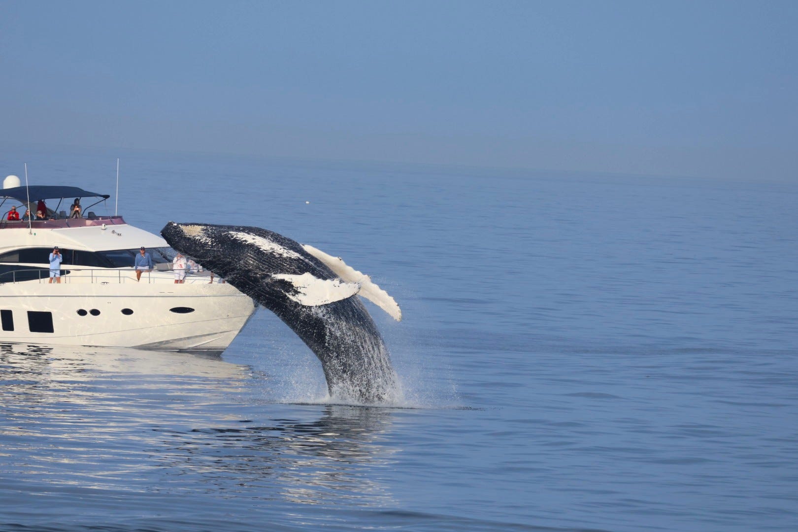 It's whale watching season in Boston. Here's how to go on one of the ...