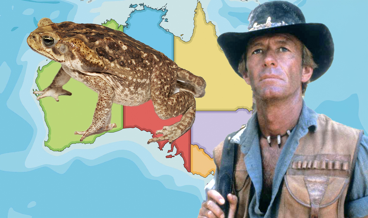 Introducing cane toads to Australia seemed like a genius idea. By the ...