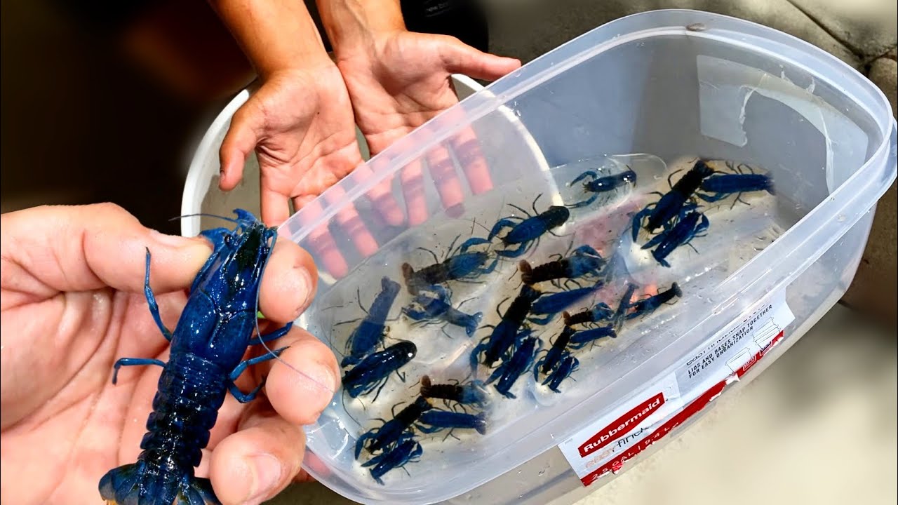 Raising an army of blue lobsters - backyard breeding project