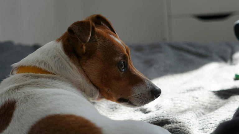 Why is My Dog Panting at Night?