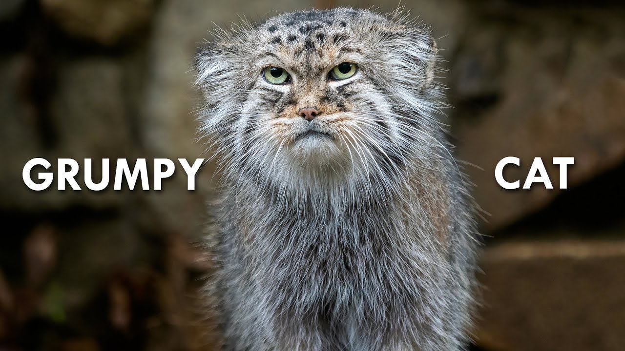 Pallas’s Cat: The Original Grumpy Cat