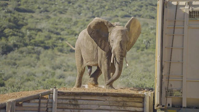 How elephant translocation is reviving biodiversity in Addo Elephant ...