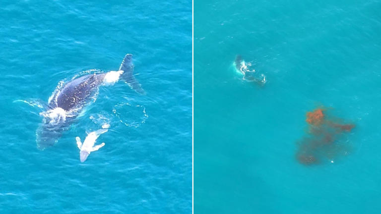 Humpback shock: Whales give birth while still migrating, shattering ...