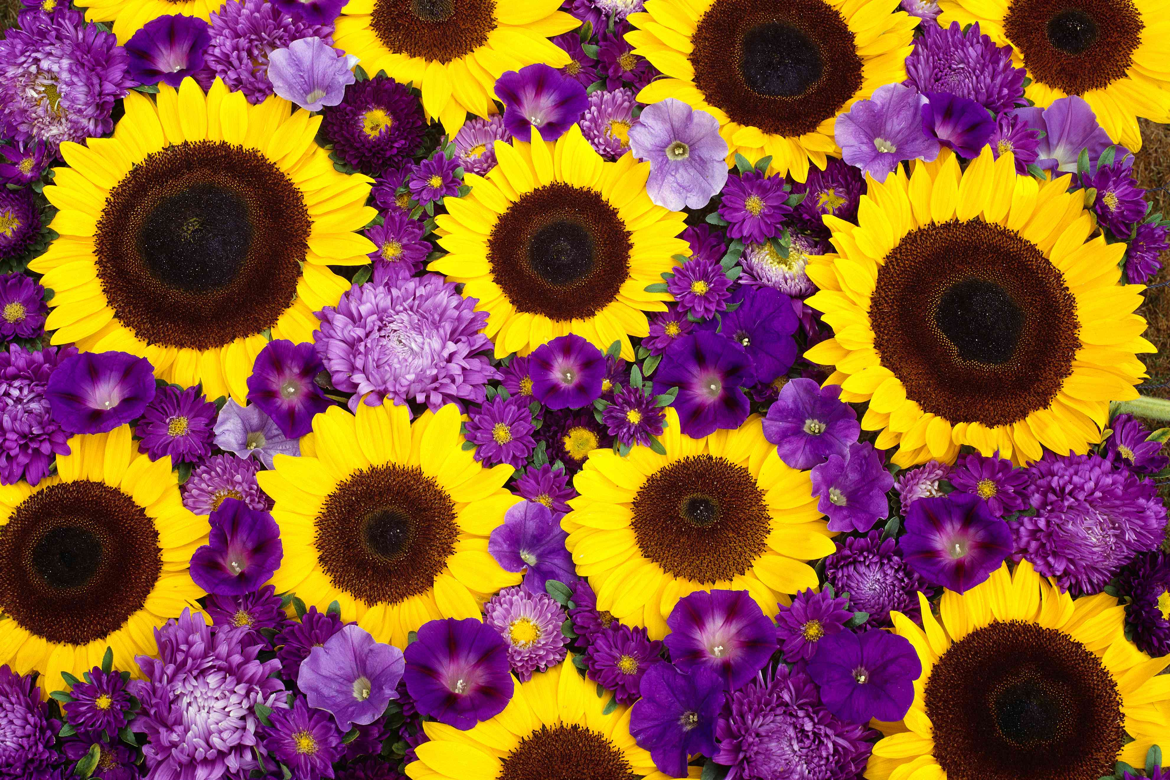 This Fast-Growing Climbing Flower Transformed My Backyard Practically ...