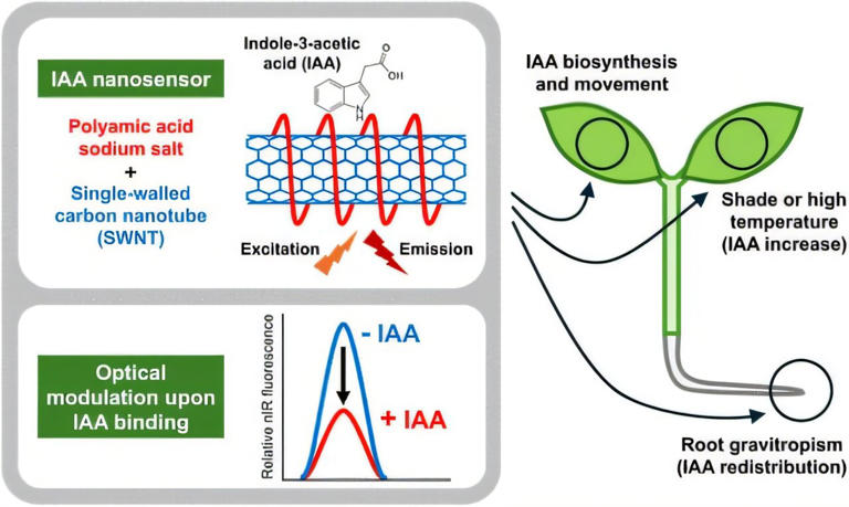 Universal nanosensor enables real-time, non-destructive tracking of ...