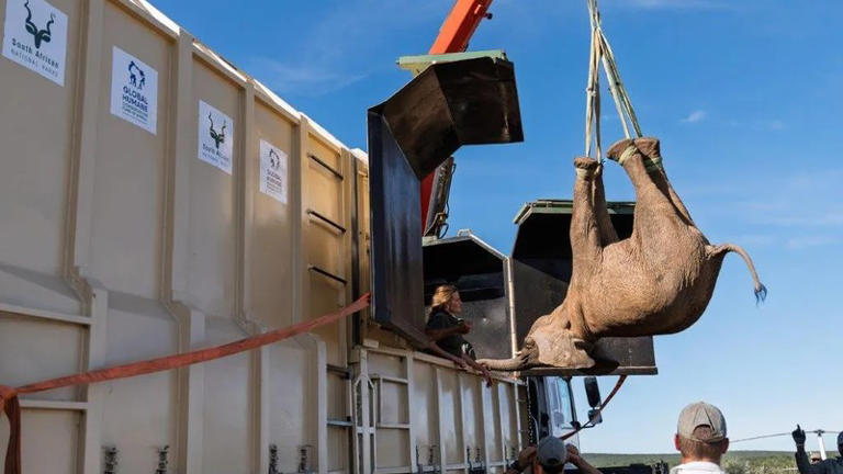 How elephant translocation is reviving biodiversity in Addo Elephant ...