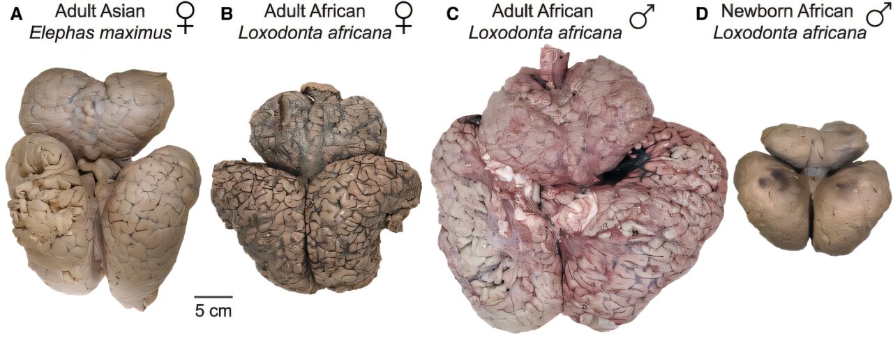 Asian elephants have larger brains than their African relatives ...