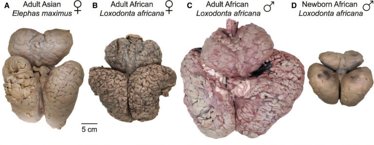 Asian elephants have larger brains than their African relatives ...