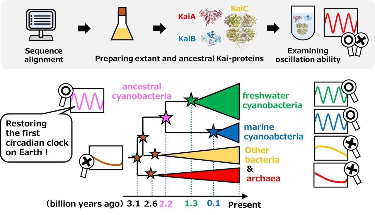 Ancestral clock proteins in cyanobacteria reveal link between Earth's ...