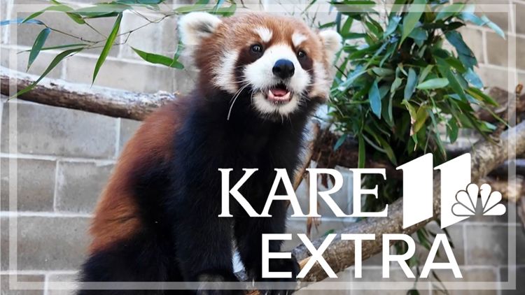 Red panda exhibit sets opening date