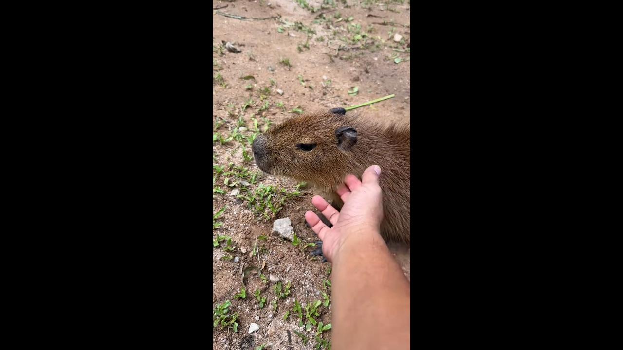 Sleepy capybara has body scratched with stick at zoo